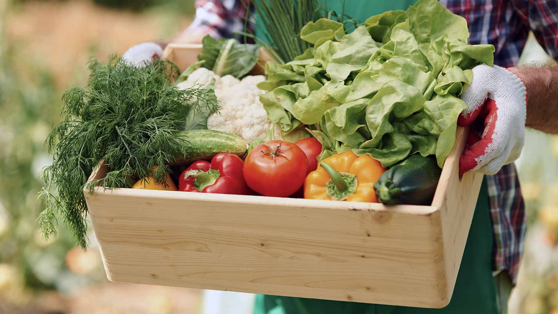 TS Vege | Leading Fresh Vegetable Wholesaler in Malaysia